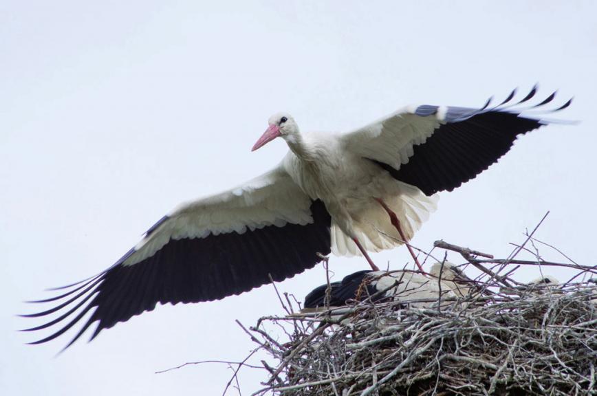 Storch „Rolf“ zurück aus dem Süden - Kloenschnack