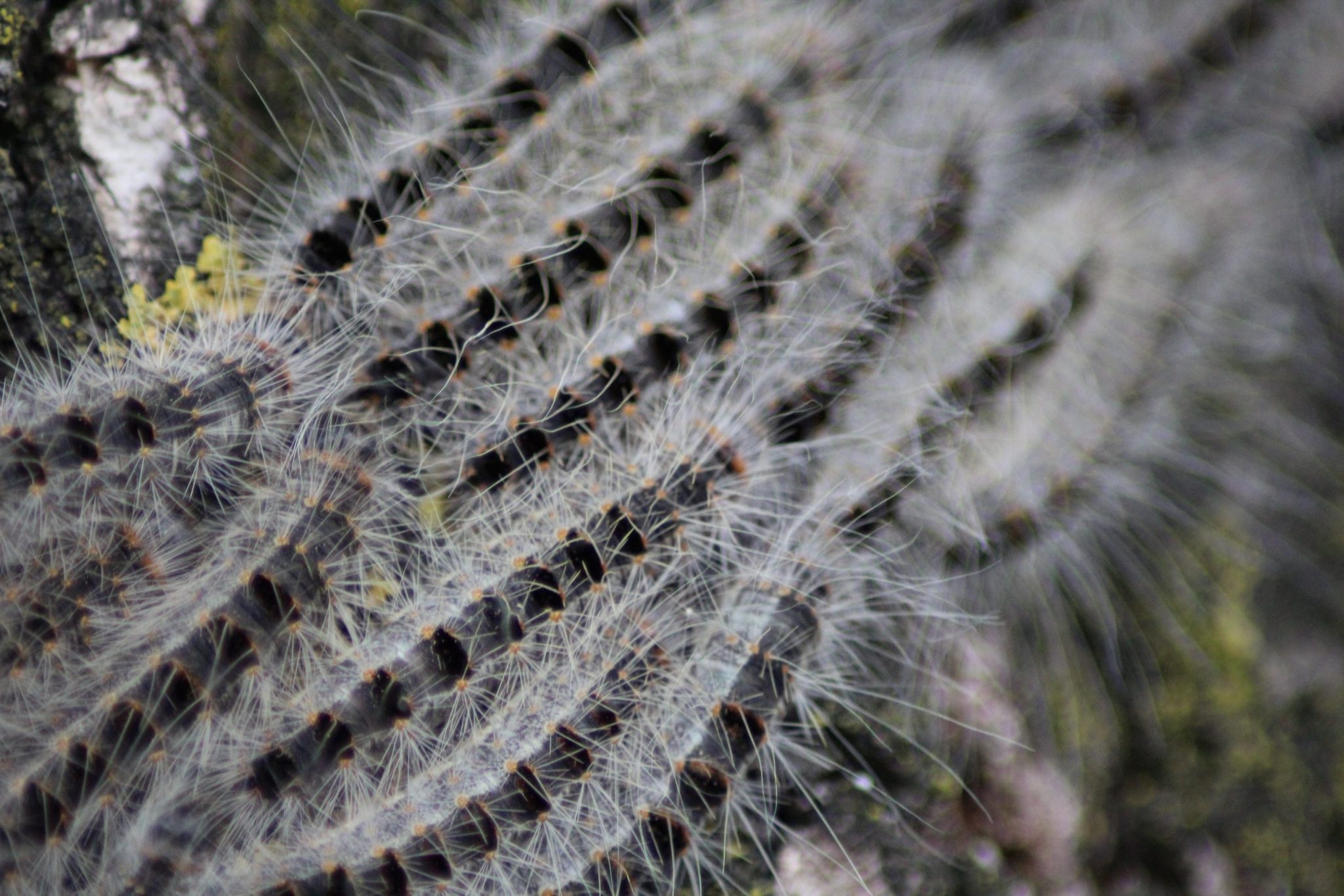 Die Eichenprozessionsspinner sind wieder unterwegs - Kloenschnack